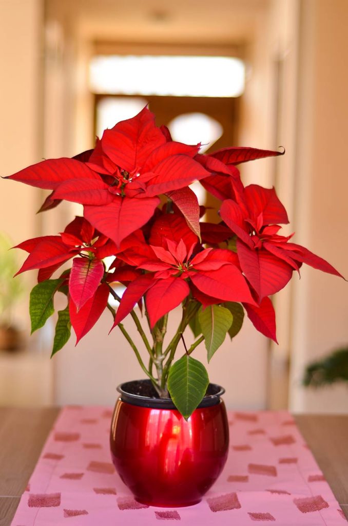 Stella di Natale: come curare e decorare con la pianta simbolo delle feste!