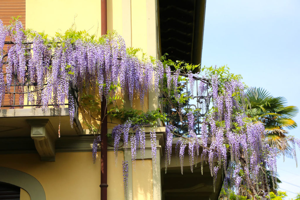 Un balcone incantevole con delle piante rampicanti fiorite: 8 ...