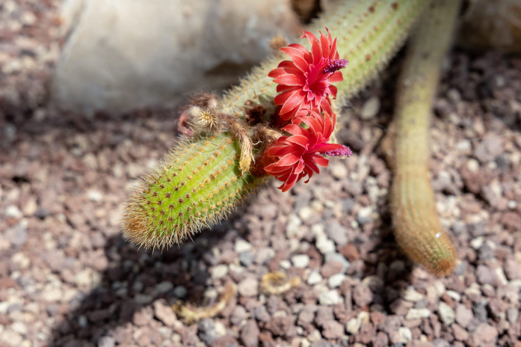 5 cose che in pochi conoscono sul cactus coda di scimmia