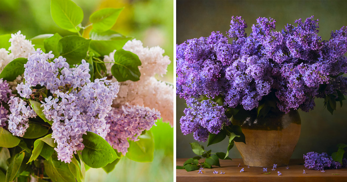 Lillà: una pianta meravigliosa per decorare casa e giardino