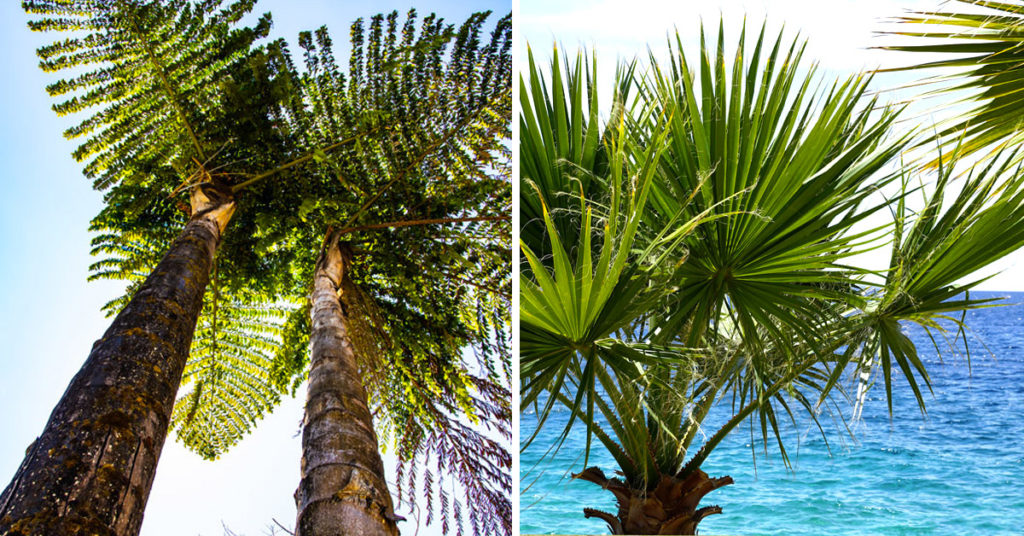 Le 12 varietà di palme più diffuse in Italia: lasciatevi ispirare