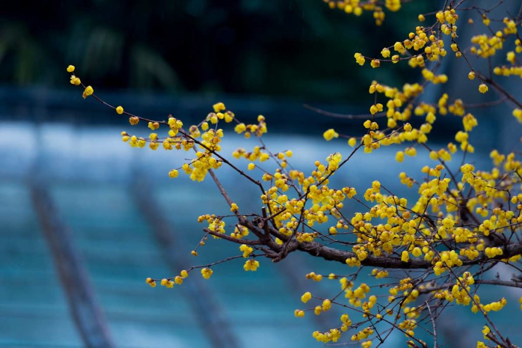 Piante invernali resistenti al freddo per adornare il balcone e il terrazzo