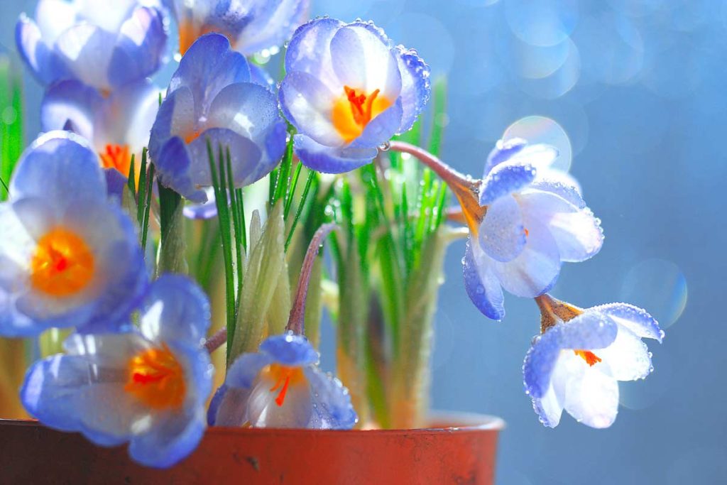 Piante invernali resistenti al freddo per adornare il balcone e il terrazzo