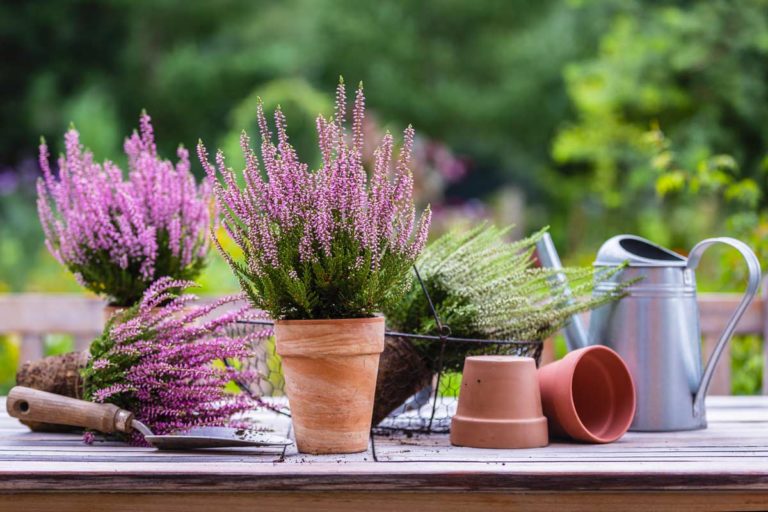 Coltivare la Calluna in vaso: consigli utili per decorare il balcone ...