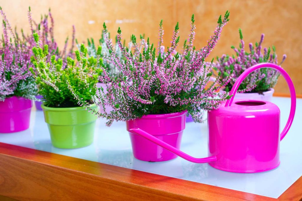 Coltivare la Calluna in vaso: consigli utili per decorare il balcone ...