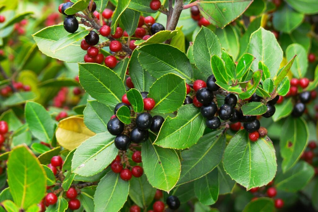 Rhamnus alaternus: una pianta da giardino che fiorisce a febbraio