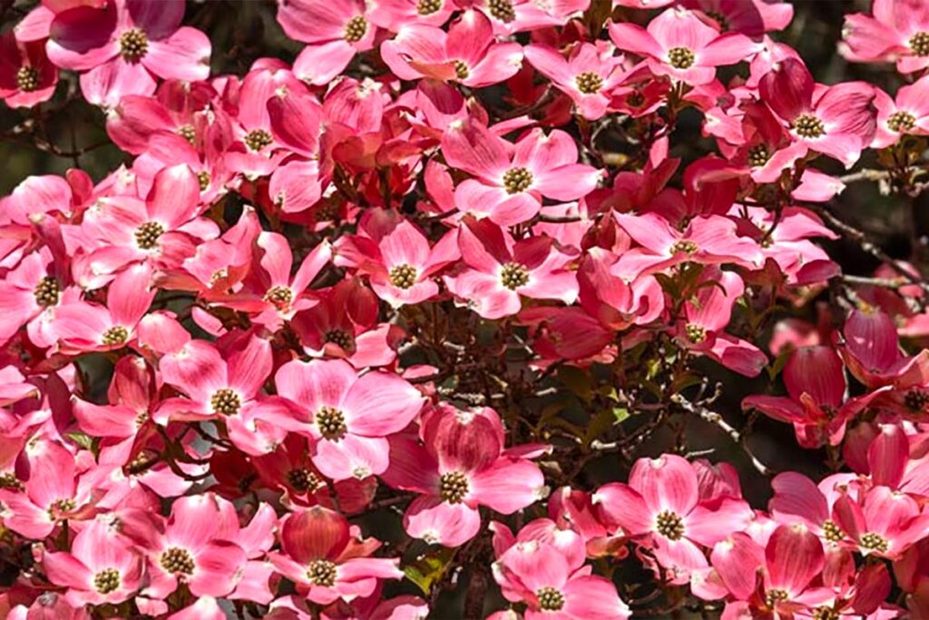 A febbraio ammiriamo i fiori del corniolo, questa splendida pianta colorata
