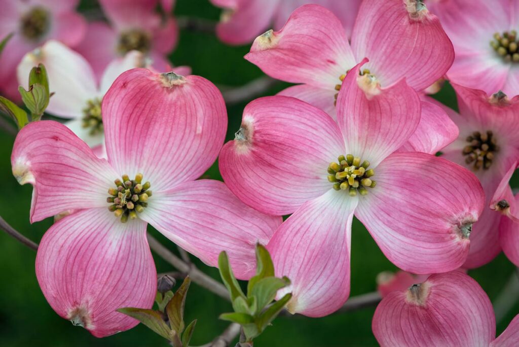 A febbraio ammiriamo i fiori del corniolo, questa splendida pianta colorata