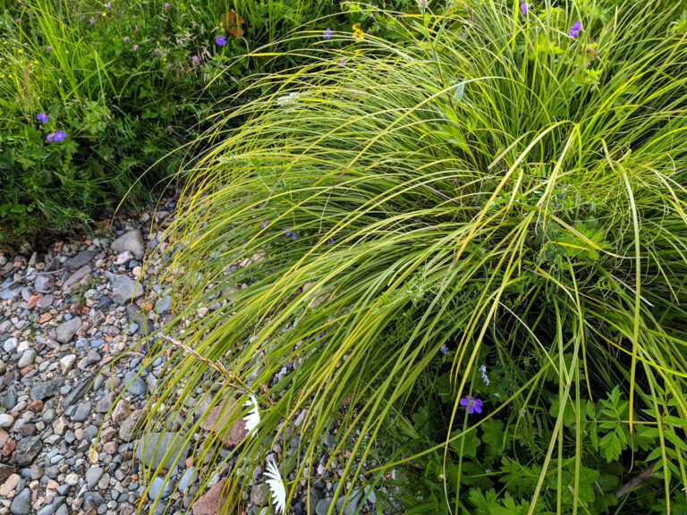 Carex: la pianta cespugliosa decorativa perfetta per abbellire gli esterni