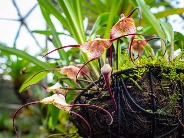 Orchidea: tutti i segreti per coltivarla e le specie più belle al mondo