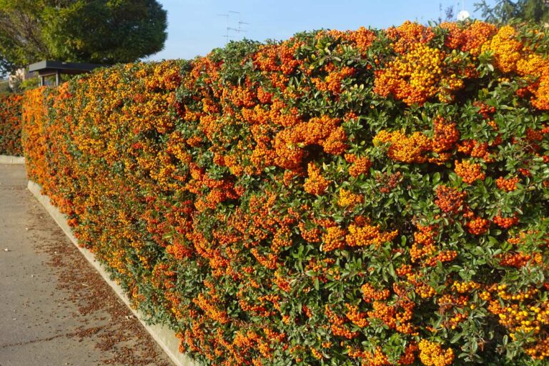 Piante per siepi basse sempreverdi: consigli e guida alla scelta per un ...