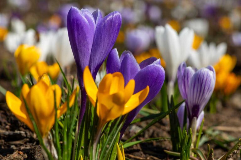Fiori primaverili belli e a portata di tutti: una lista da non perdere