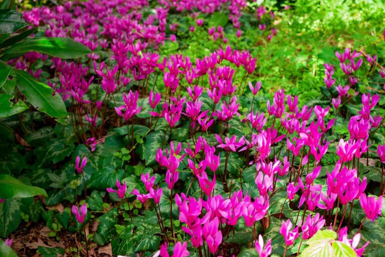 9 piante per trasformare un angolo ombreggiato del tuo giardino in un ...