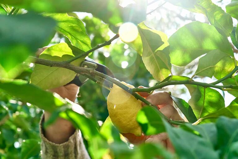 Il segreto per limoni rigogliosi, scopriamo quando e come potare al meglio